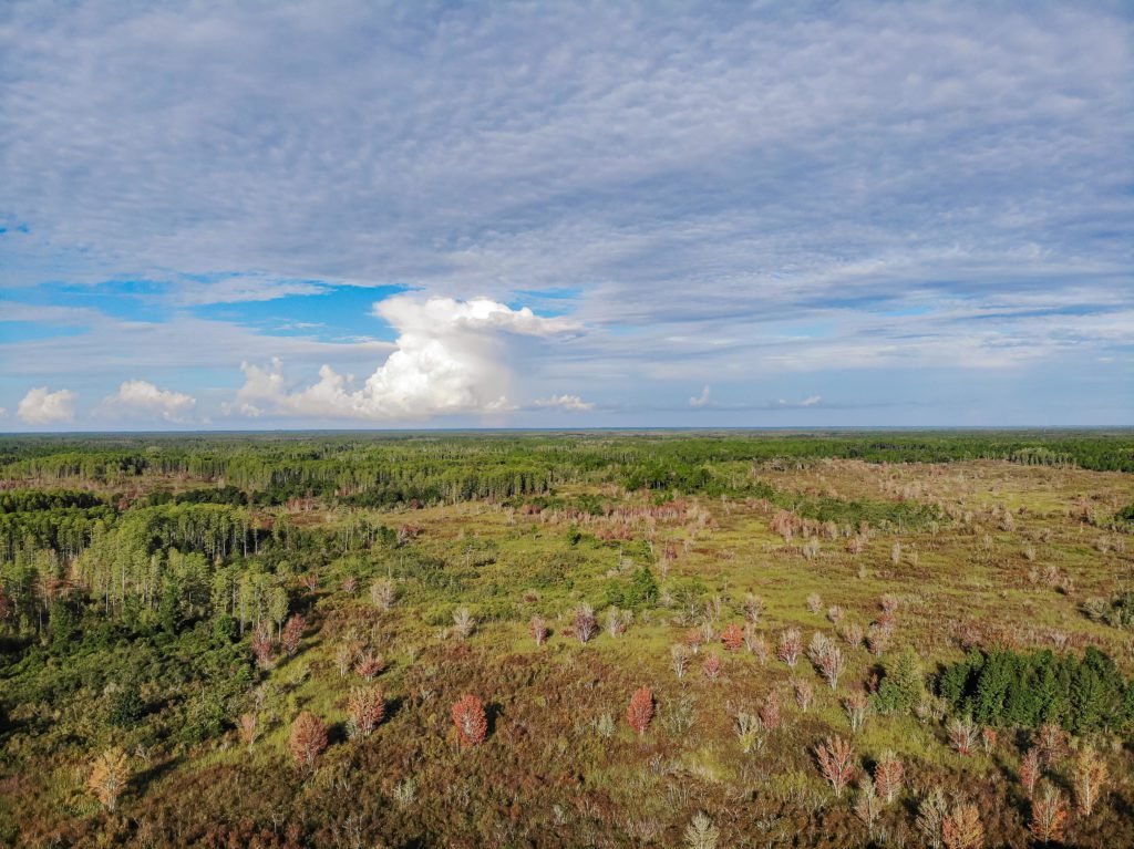 The Goethe State Forest: A Treasure of Florida's Nature Coast - Black Prong