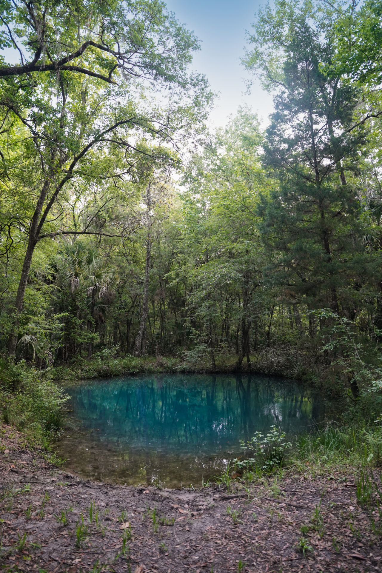 The Goethe State Forest: A Treasure of Florida's Nature Coast - Black Prong