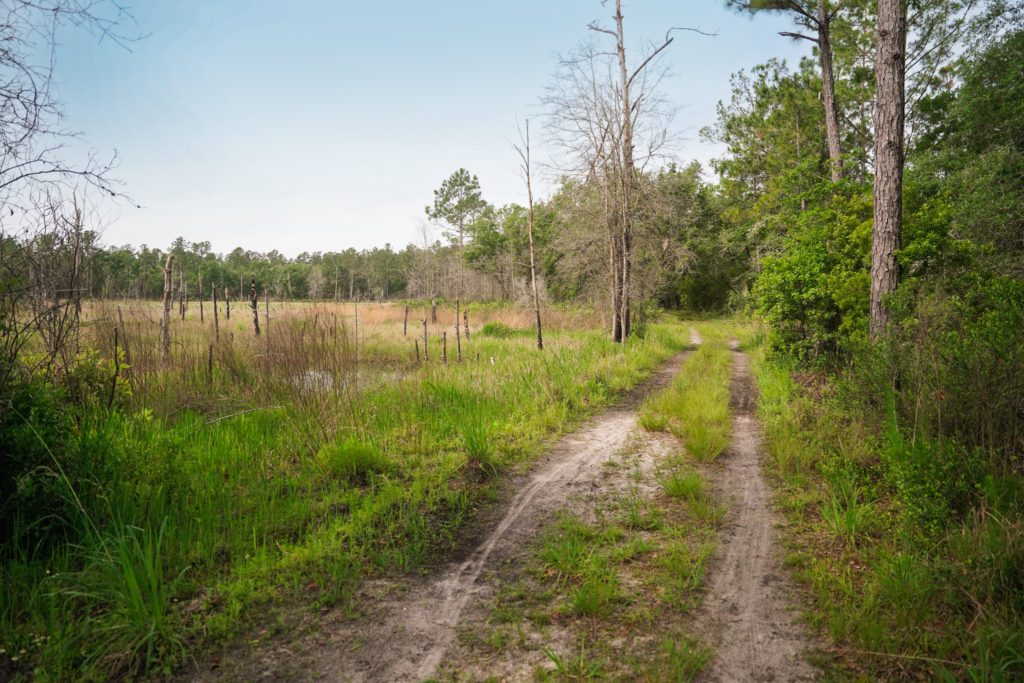 The Goethe State Forest: A Treasure of Florida's Nature Coast - Black Prong