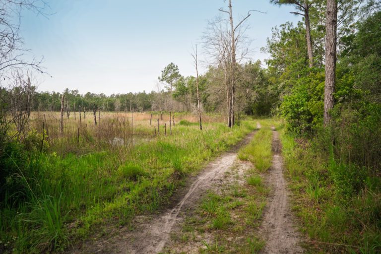 The Goethe State Forest: A Treasure of Florida's Nature Coast - Black Prong