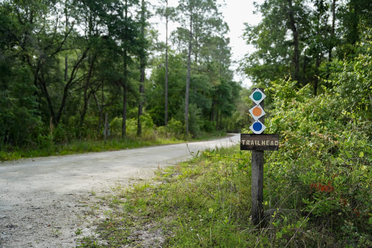 The Goethe State Forest: A Treasure of Florida's Nature Coast - Black Prong