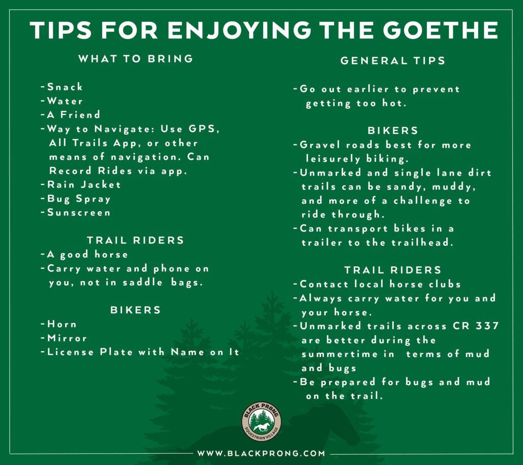 The Goethe State Forest: A Treasure of Florida's Nature Coast - Black Prong