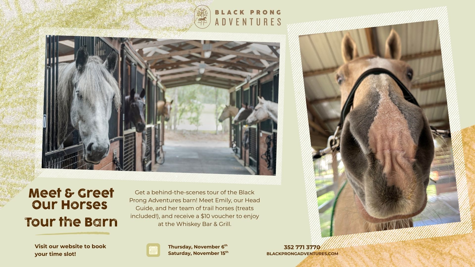 Meet & Greet our Black Prong Adventures Horses - Black Prong